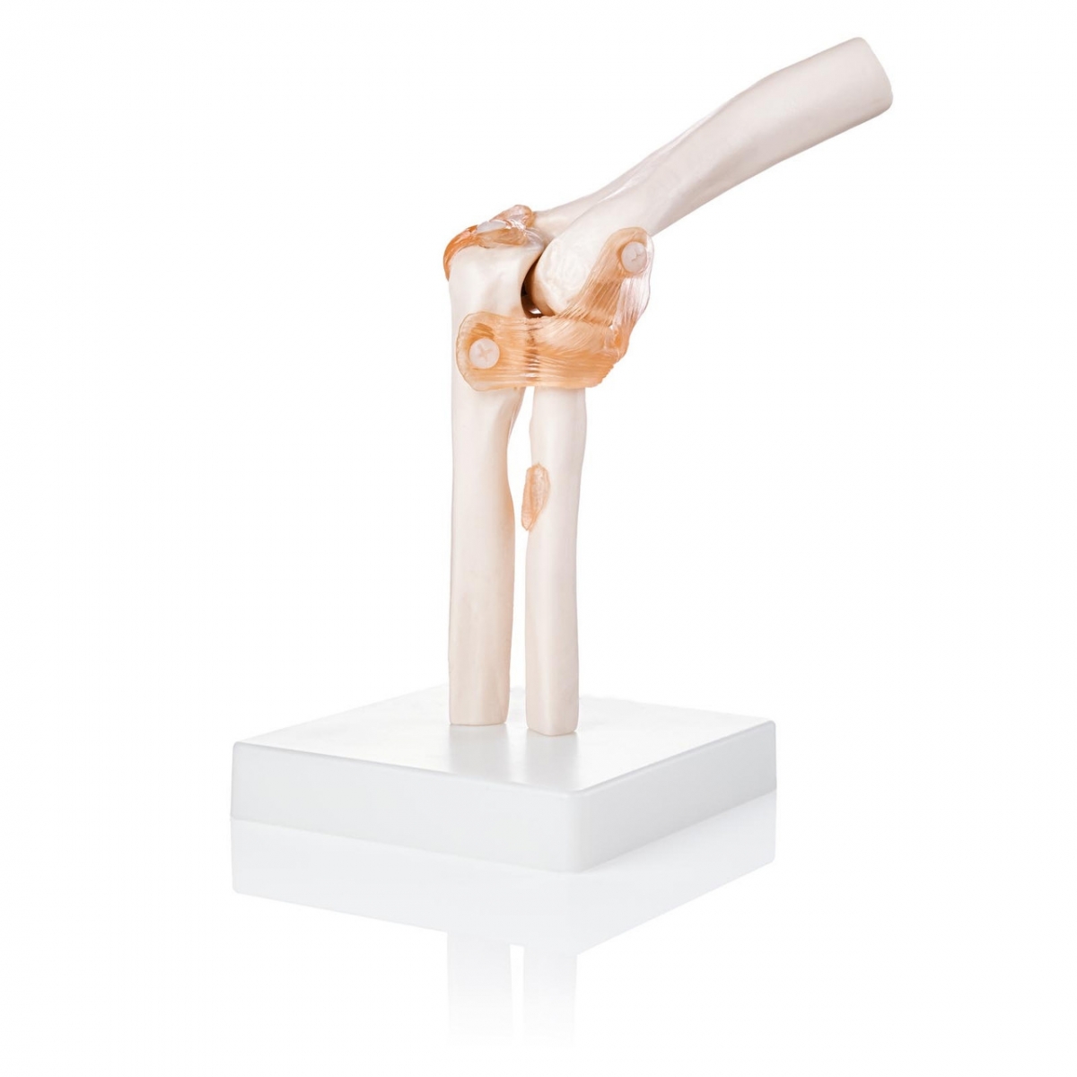 Elbow Joint Model With Ligaments Life Size Anatomical Model - Anatomy Shop